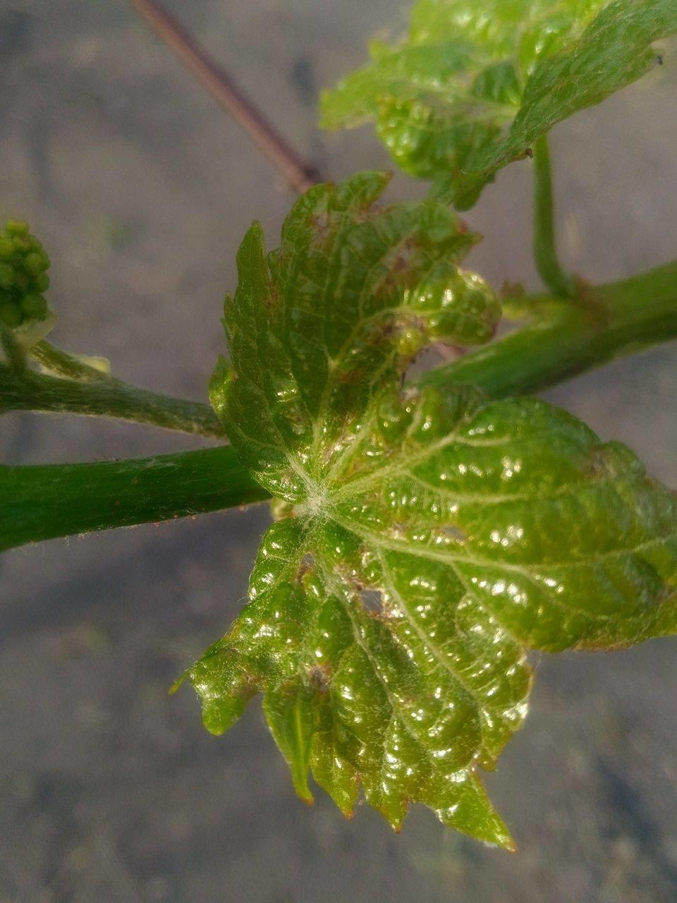 diagnoza : Choroby i szkodniki winorośli oraz ich zwalczanie